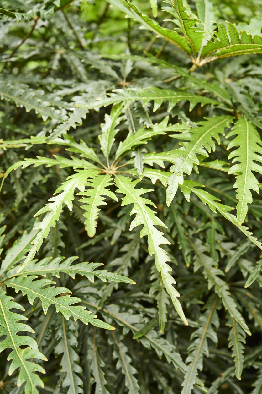 Falsa aralia (Plerandra elegantissima) - PictureThis