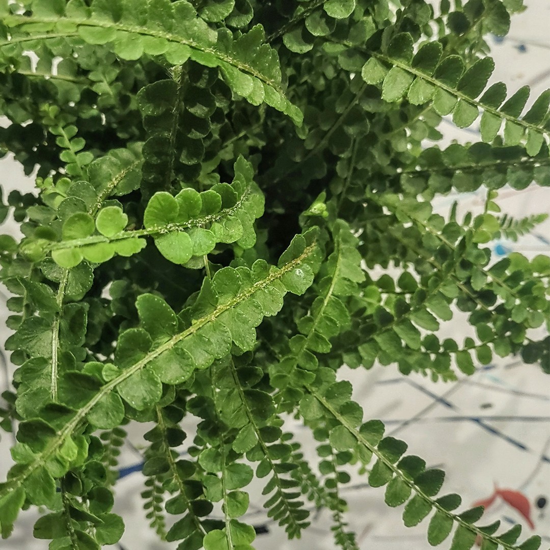 Schwertfarne (Nephrolepis) - PictureThis