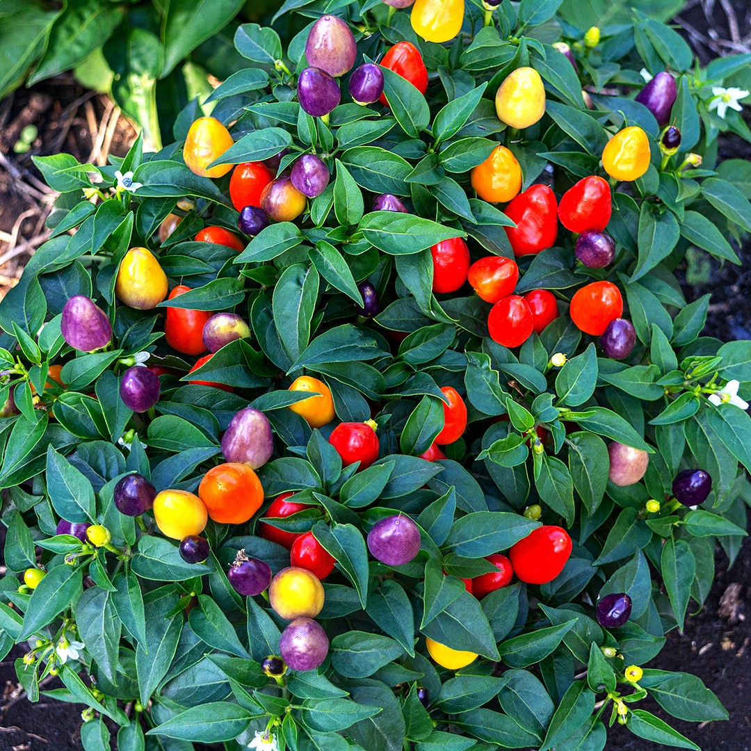 🌿 Capsicum annuum 'Five Color'を植え替えるには？（理想的な時期、方法、その後の世話）