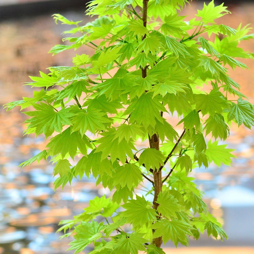 Acer shirasawanum - PictureThis
