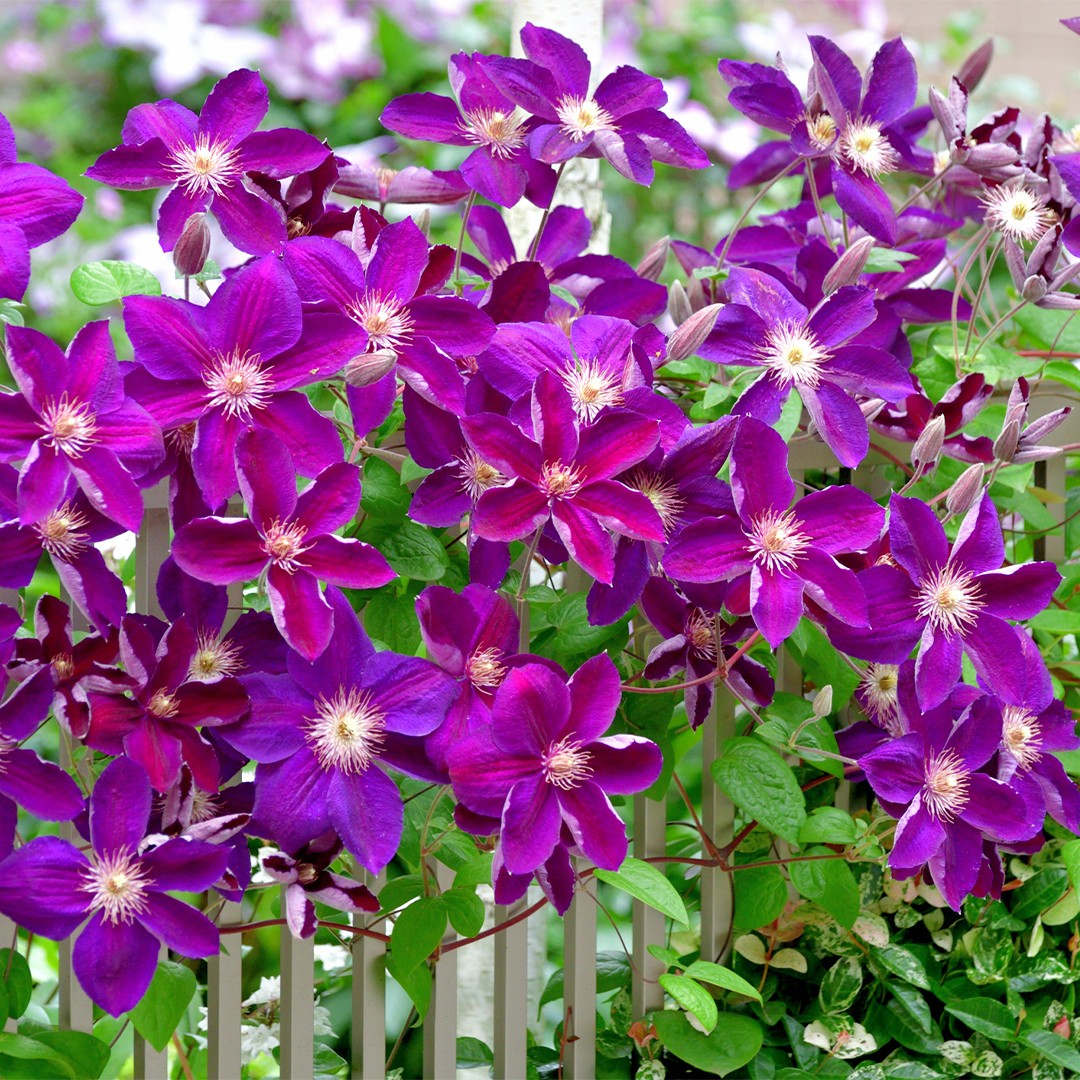 🌱 Cómo propagar una Clematis hybrid