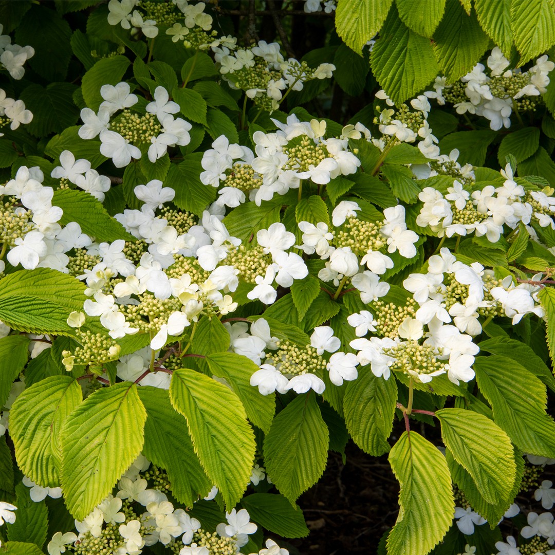 Viburnum - PictureThis