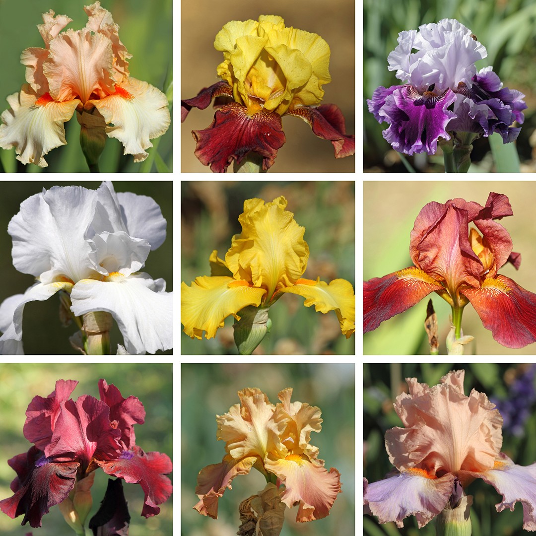 Iris hybrid - PictureThis