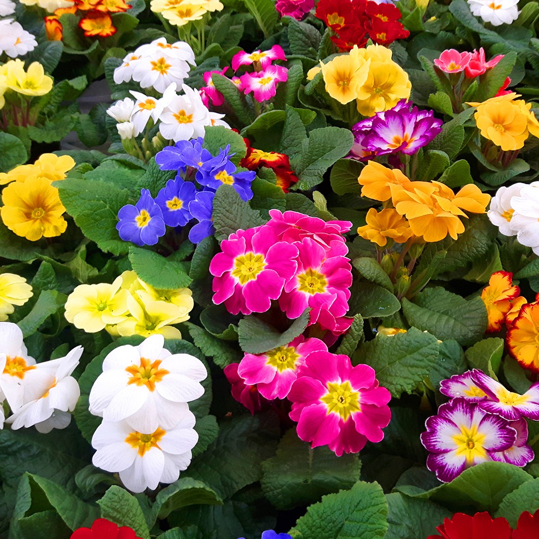 Primula hybrid - PictureThis