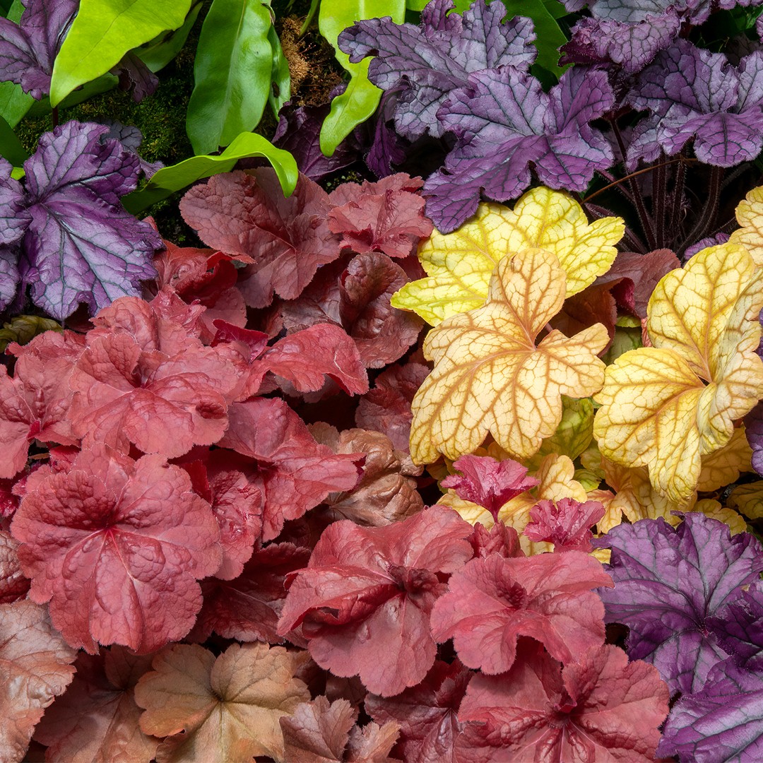 Alumroots (Heuchera) Flower, Leaf, Care, Uses - PictureThis