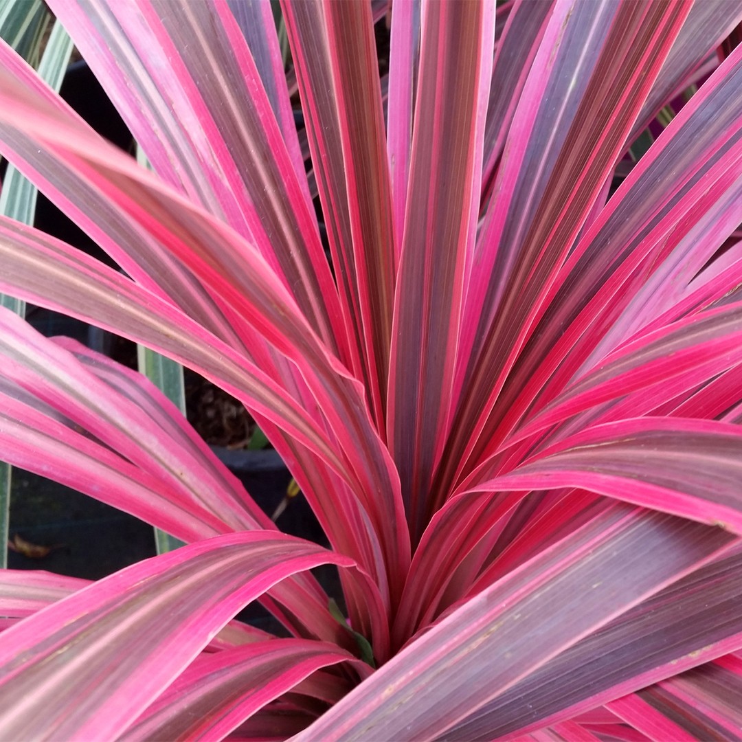 Cordyline 'Southern Splendour' - PictureThis