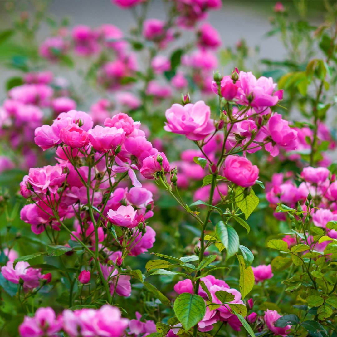 Rosa hybrid (Floribunda) - PictureThis