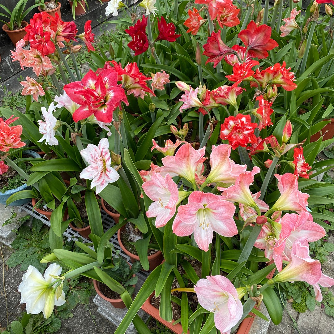 Hippeastrum hybrid - PictureThis