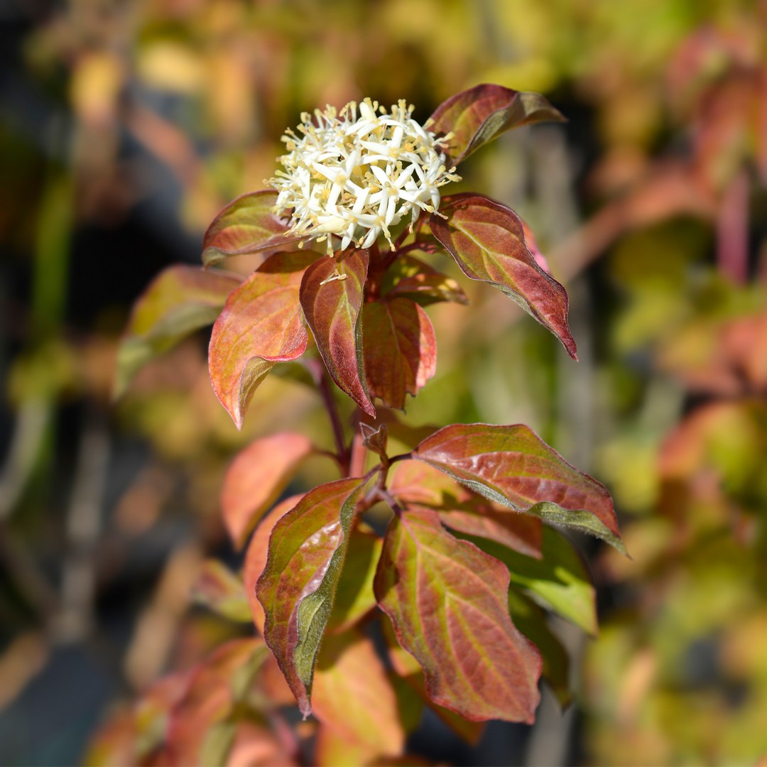 Dogwood Winter Beauty
