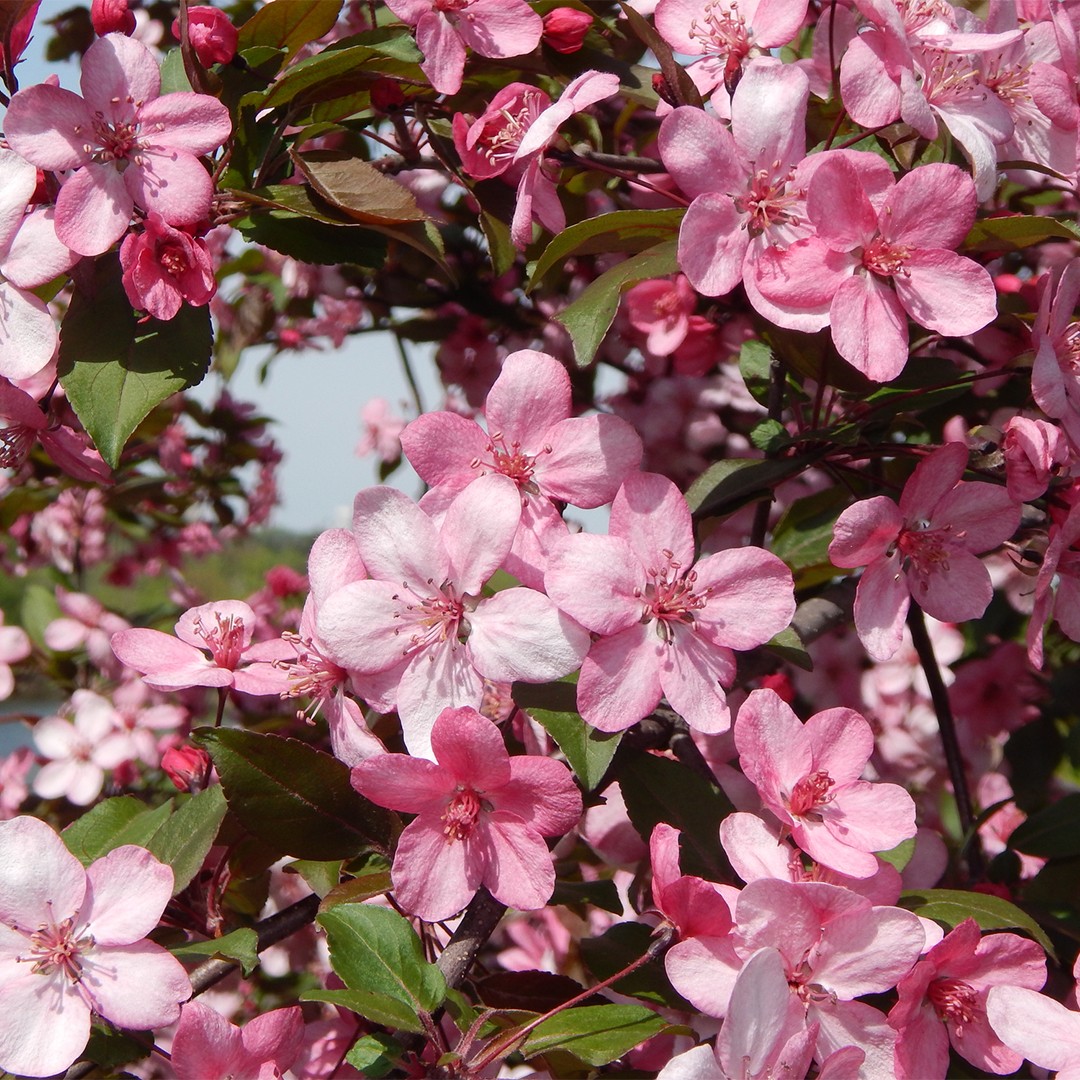 Malus Flower, Leaf, Care, Uses - PictureThis