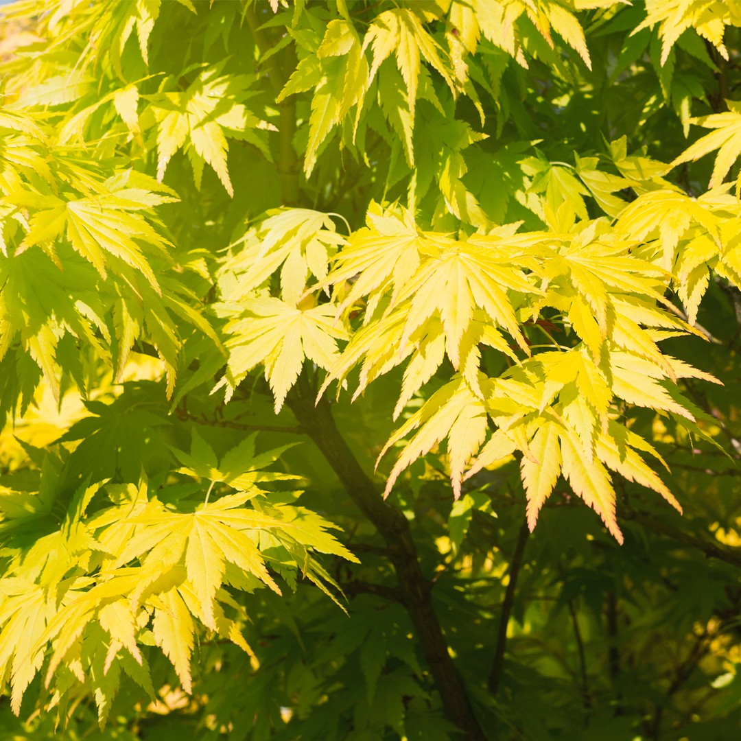 Acer palmatum 'Aureum' - PictureThis