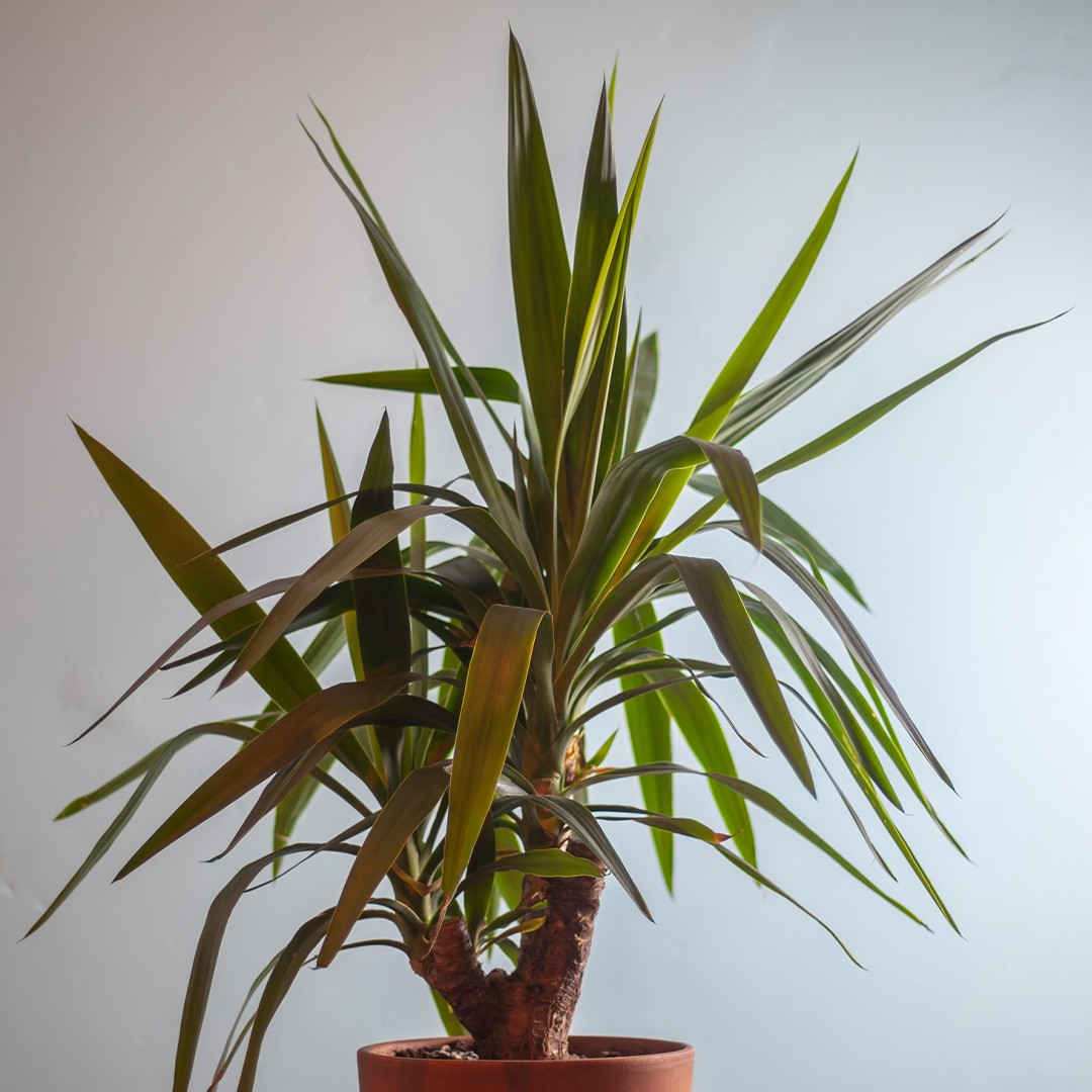 How To Water Spineless Yucca Frequency Techniques And Quantity How To Water Spineless Yucca Frequency Techniques And Quantity