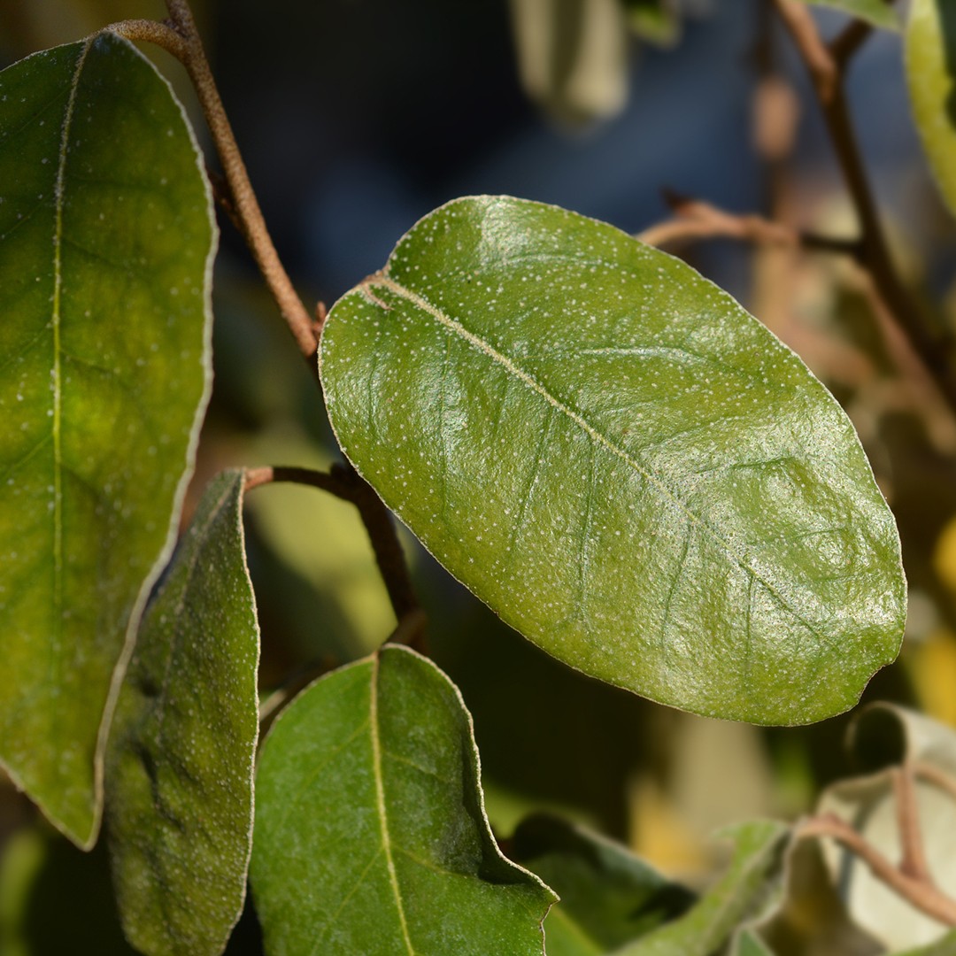 Elaeagnus submacrophylla - PictureThis