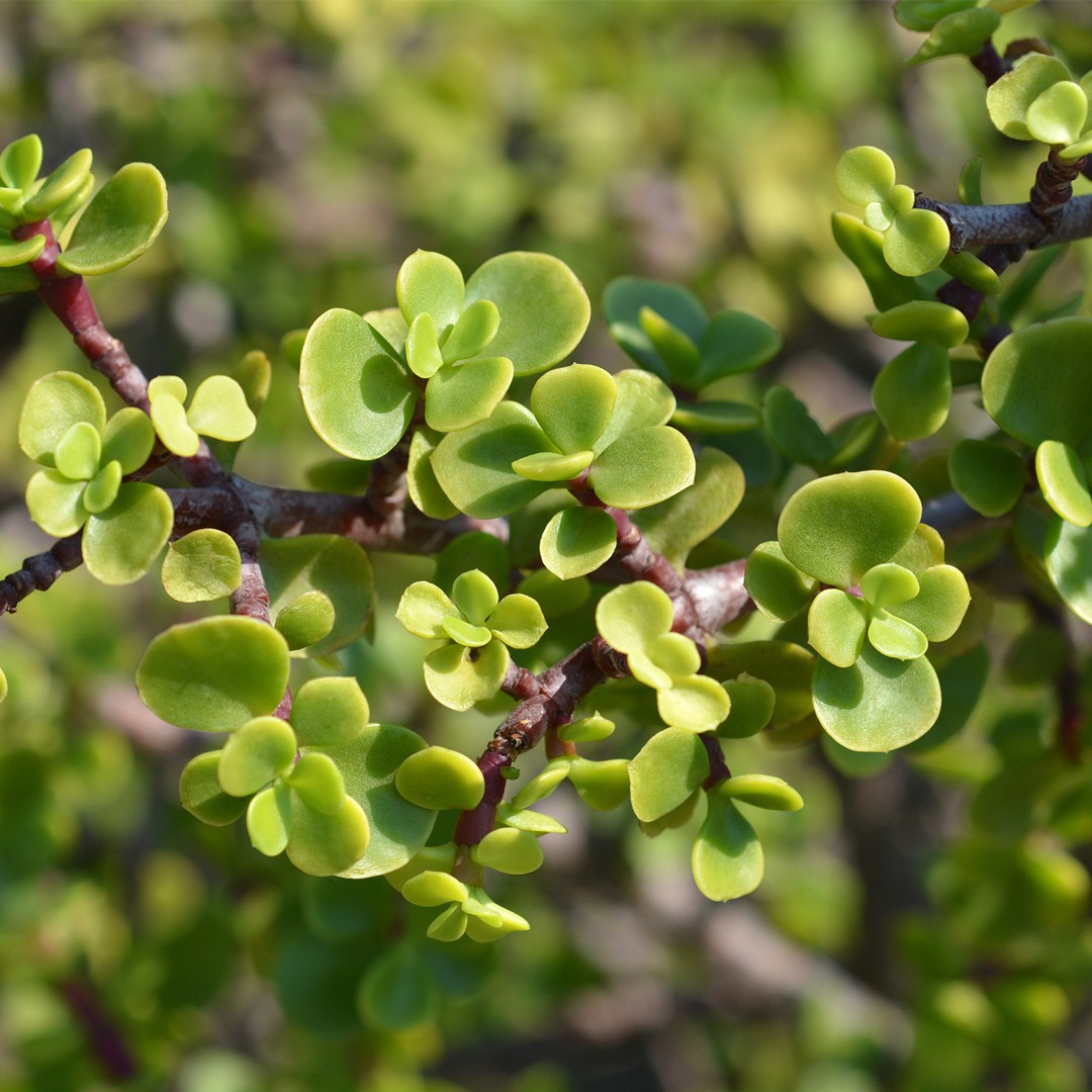 Portulacaria Flower, Leaf, Care, Uses - PictureThis