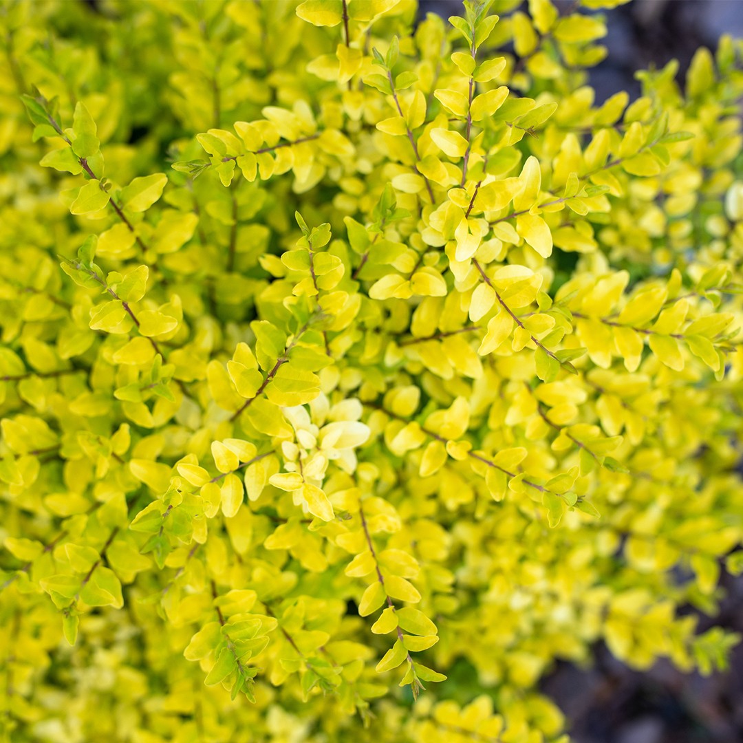 Ligustrum sinense 'Sunshine' - PictureThis