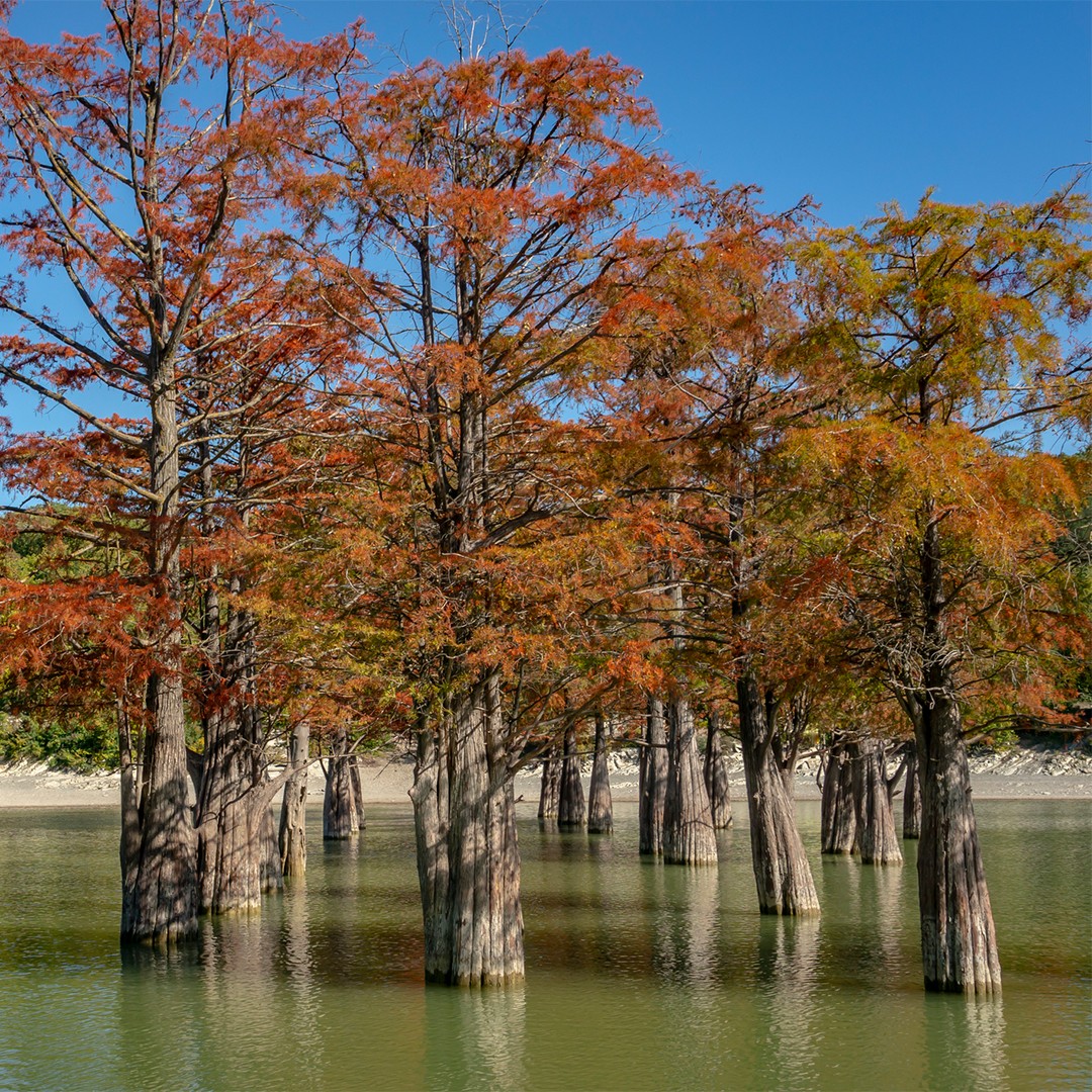 Cypresses (Taxodium) Flower, Leaf, Care, Uses - PictureThis