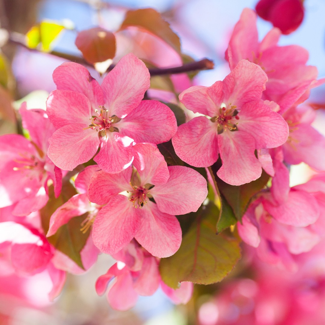 Sweet Crabapple Tree Leaves
