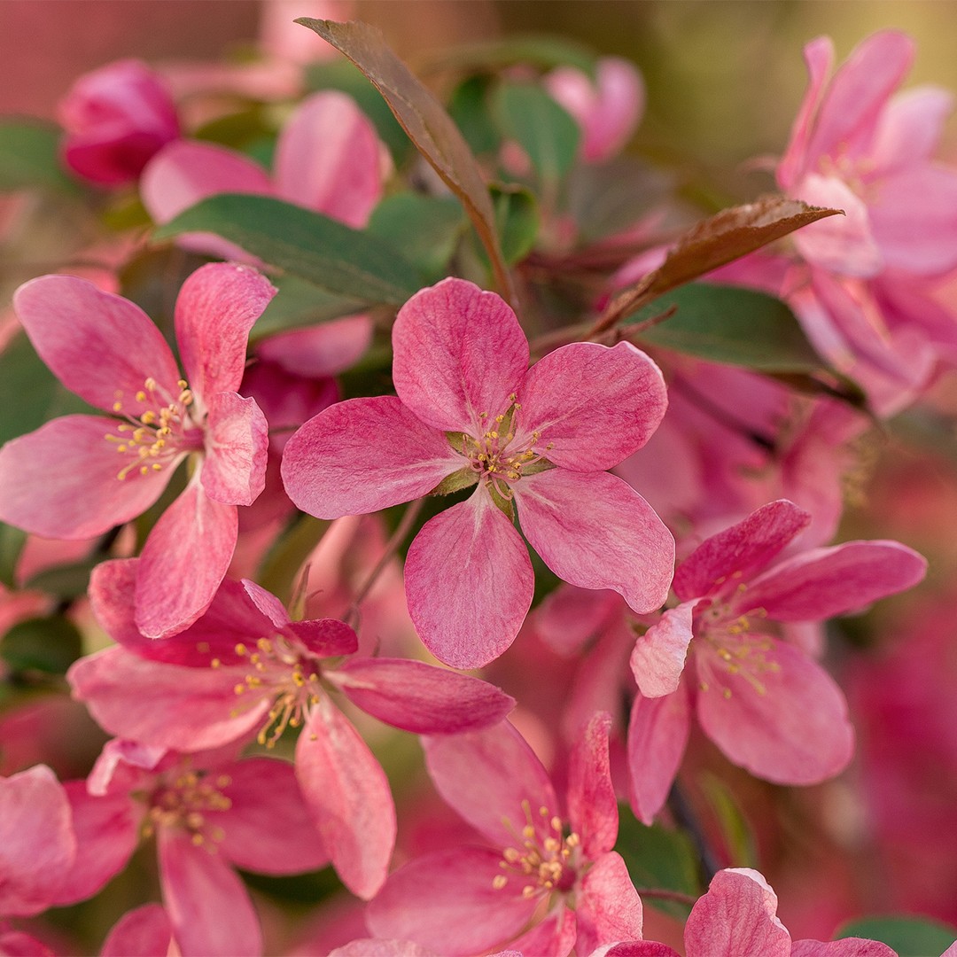 Malus Care (Watering, Fertilize, Pruning, Propagation) - PictureThis