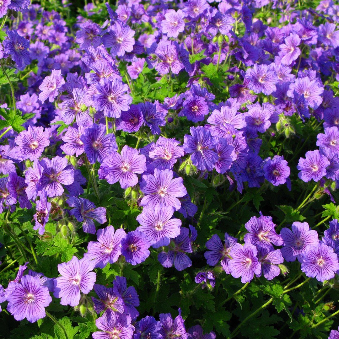 Geranium hybrid - PictureThis