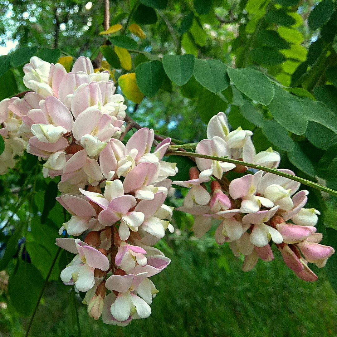 Робиния (Robinia) - PictureThis