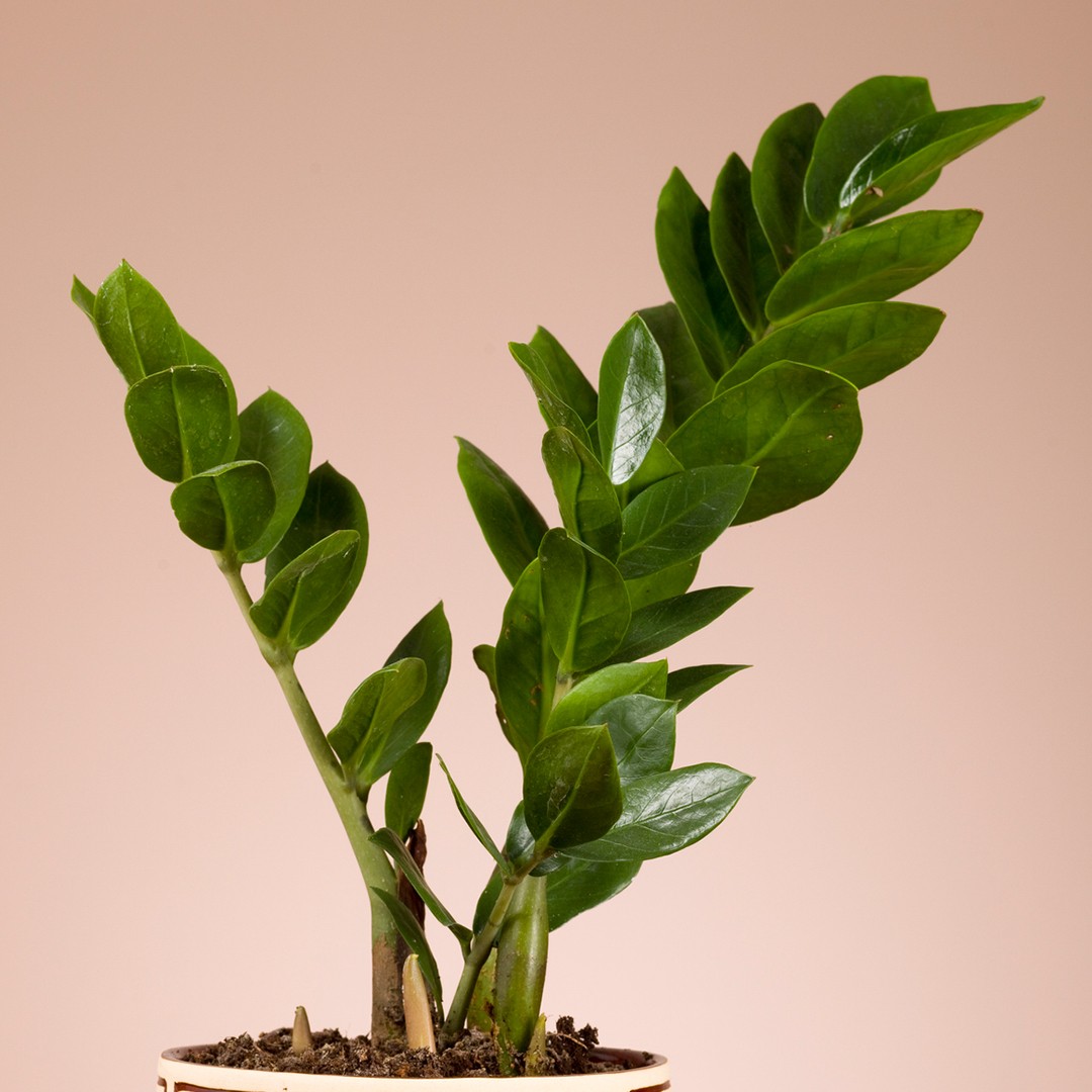 Eternity plant Care (Watering, Fertilize, Pruning, Propagation ...