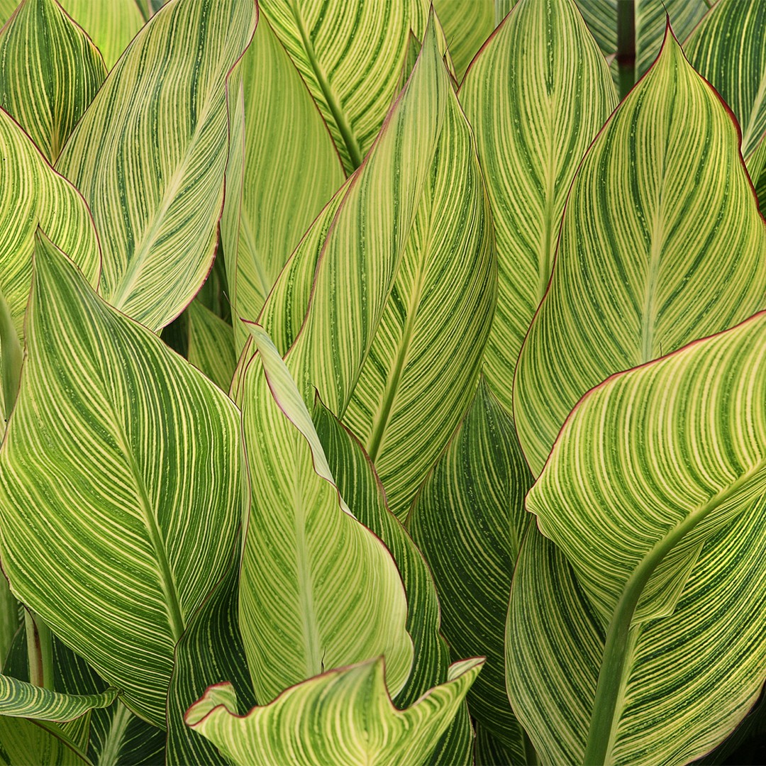 Canna lilies Care (Watering, Fertilize, Pruning, Propagation) - PictureThis