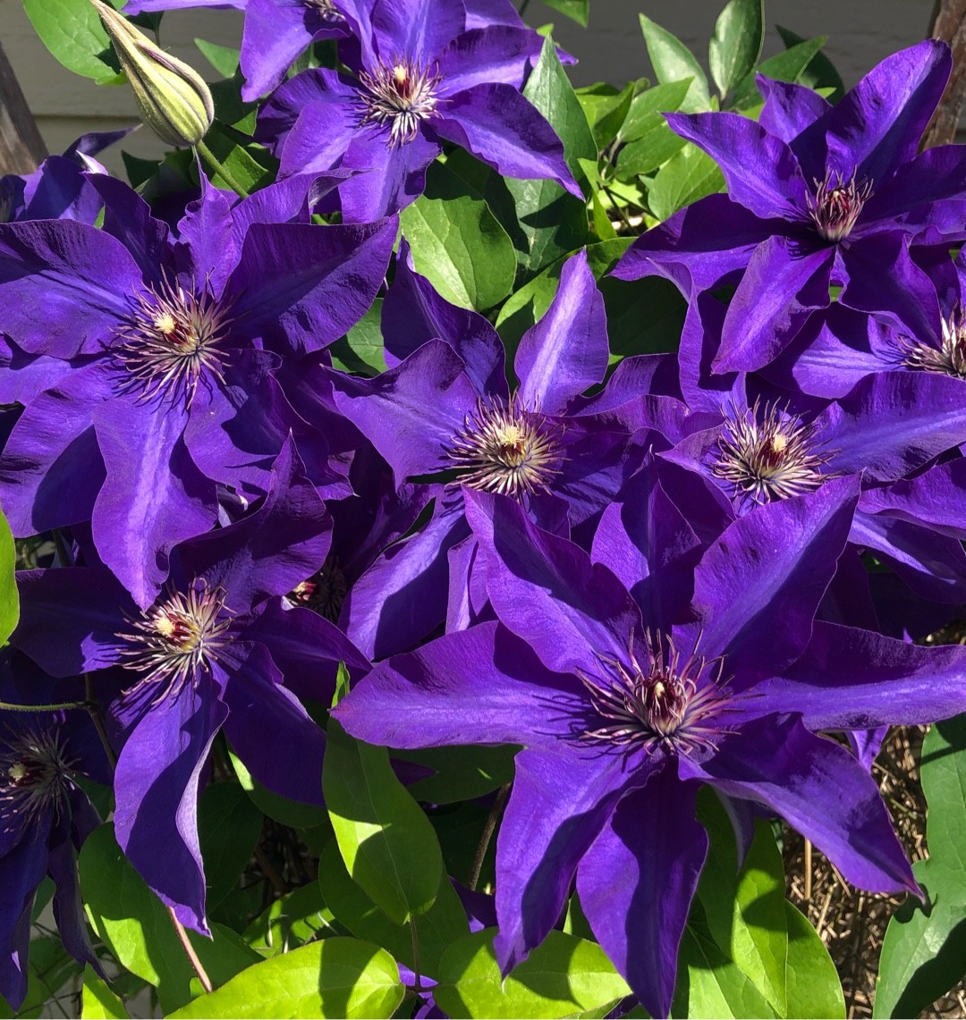Clematis 'The President' Care (Watering, Fertilize, Pruning, Propagation) - PictureThis