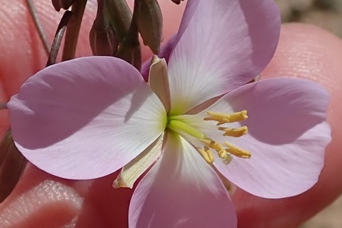 Heliophila carnosa - PictureThis