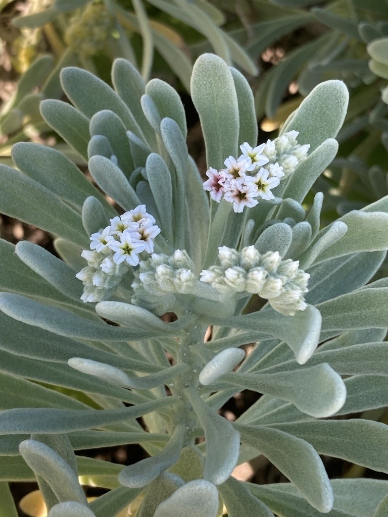 Tabaquillo (Tournefortia gnaphalodes) - PictureThis