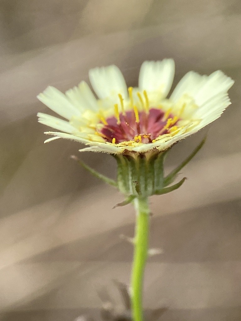 How to Plant and Grow Yellow Hawkweed(Tolpis barbata)