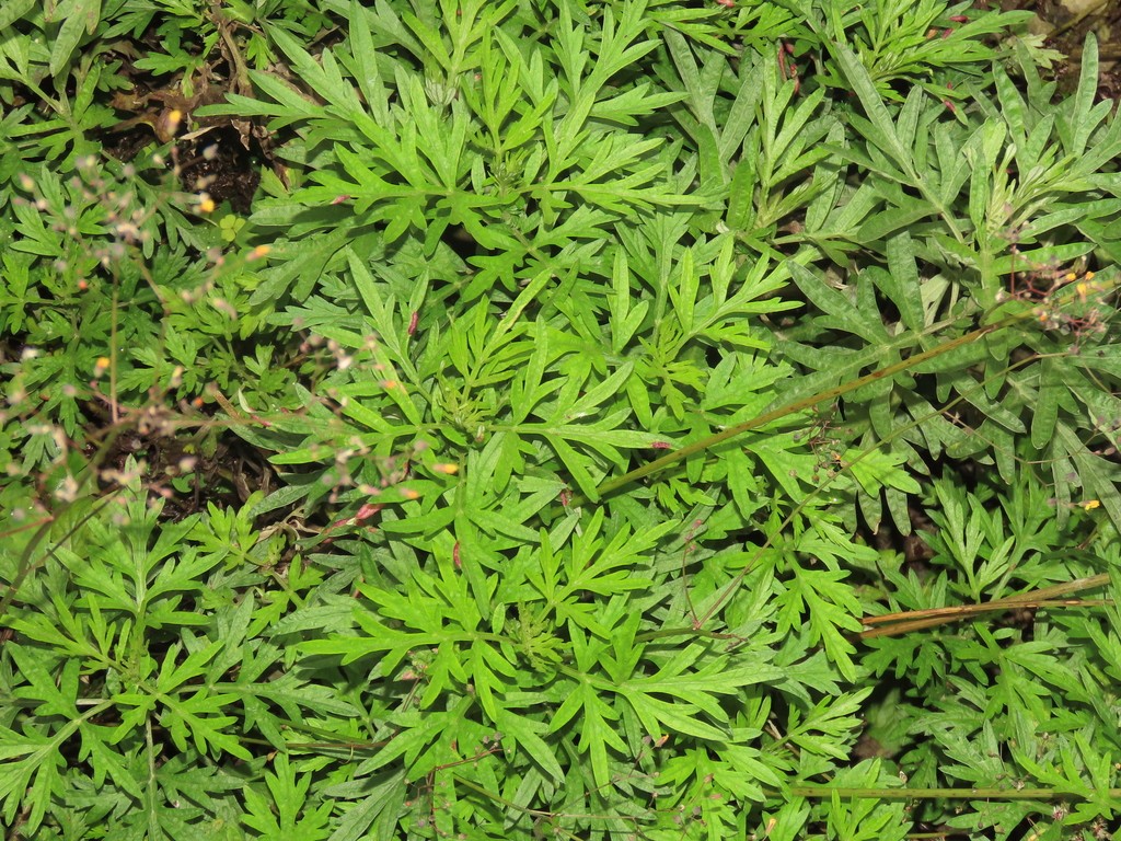 Japanese mugwort (Artemisia indica) Flower, Leaf, Care, Uses - PictureThis