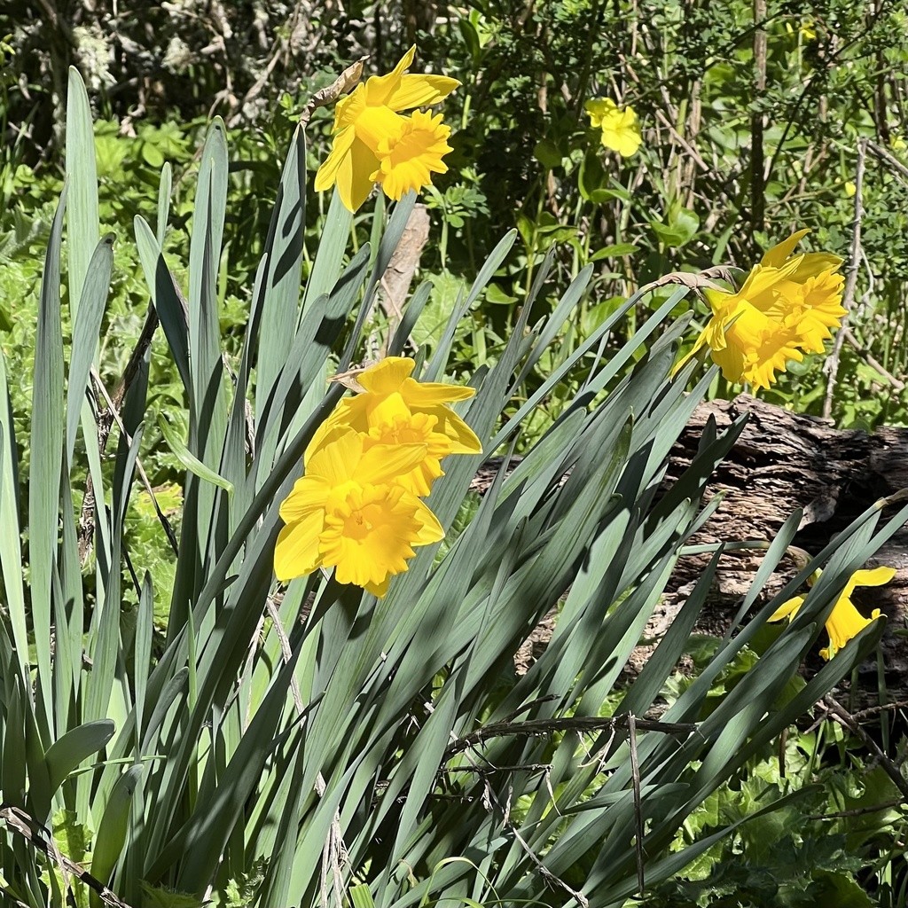 Daffodils Care (Watering, Fertilize, Pruning, Propagation) - PictureThis