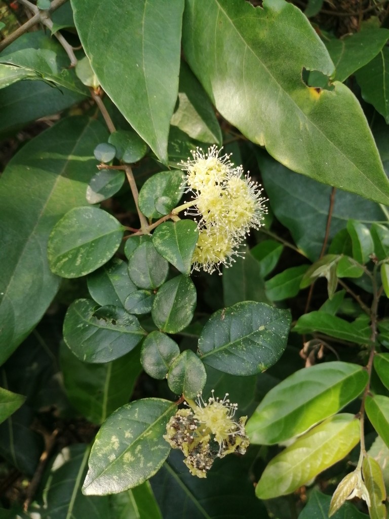 腺果藤 (Pisonia aculeata) 照顧，種植，繁殖，開花時間 - PictureThis