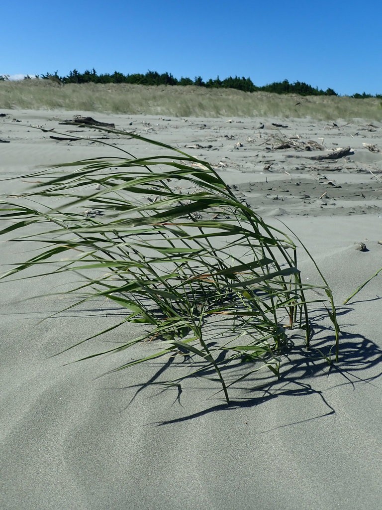 開卡蘆 (Phragmites karka) 照顧，種植，繁殖，開花時間 - PictureThis