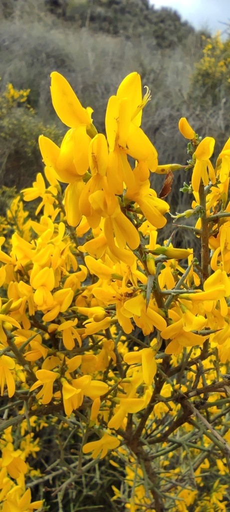Genêt épineux (Genista scorpius) - PictureThis