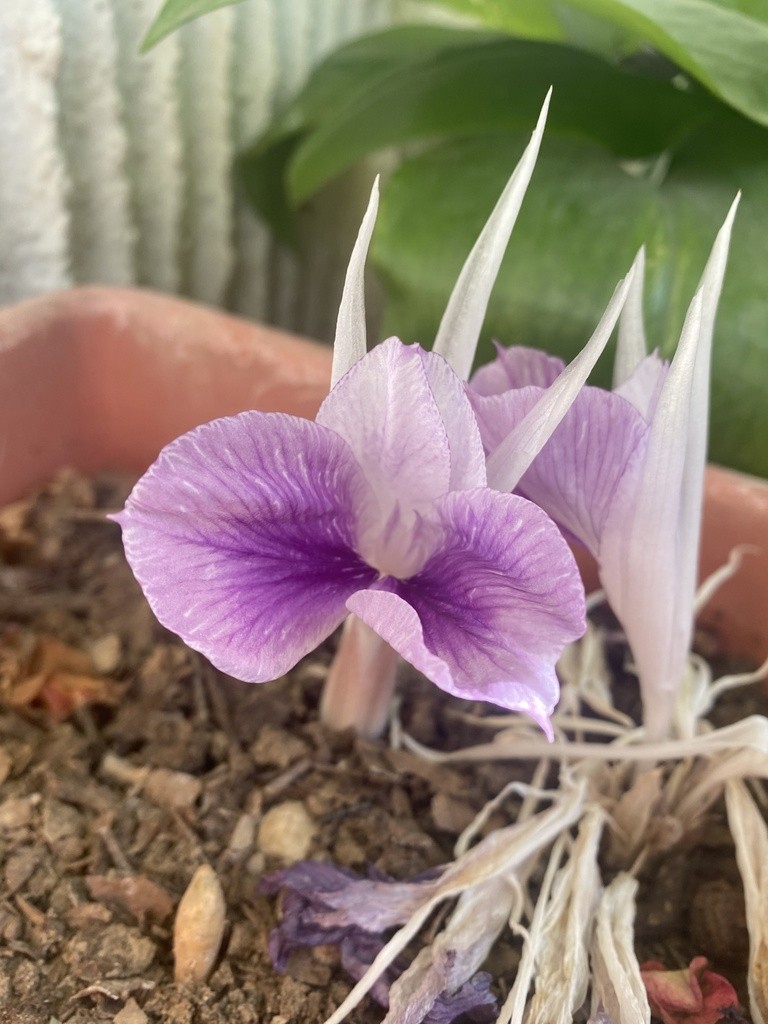 How to Plant and Grow Tropical-crocus(Kaempferia rotunda)