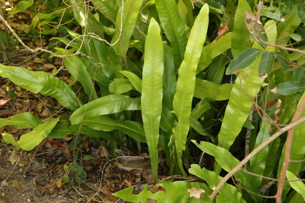 Fishtail fern (Microsorum punctatum) Flower, Leaf, Care, Uses - PictureThis