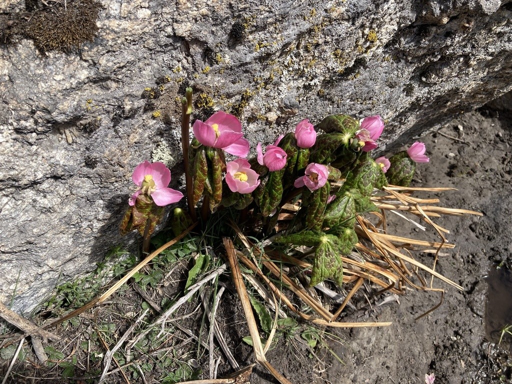How to Plant and Grow Himalayan mayapple(Podophyllum hexandrum)