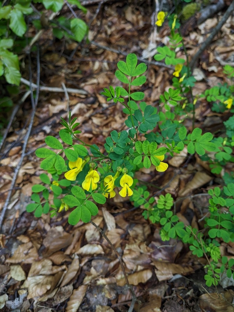 Strauchkronwicke (Hippocrepis emerus) - PictureThis