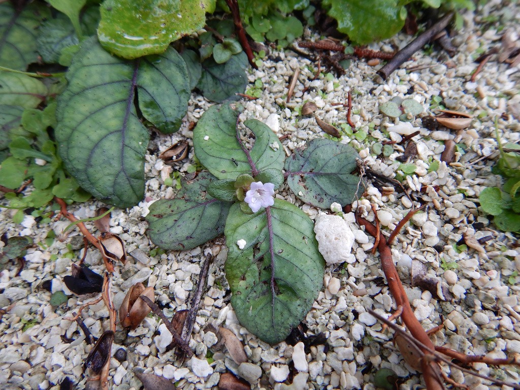 Hemigraphis Care (Watering, Fertilize, Pruning, Propagation) - PictureThis