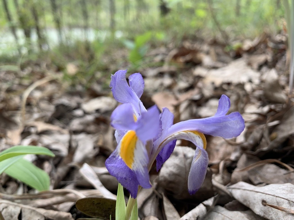 Iris verna - PictureThis