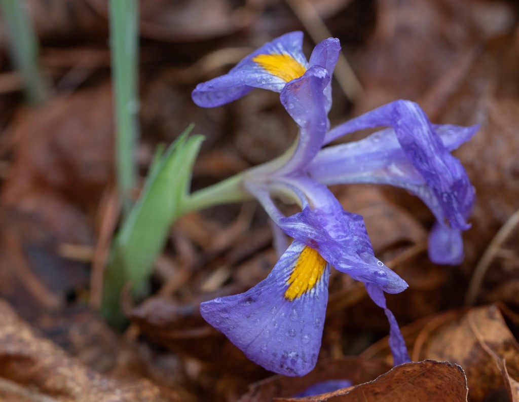 Iris verna - PictureThis