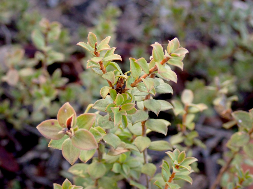 ️️ How to Prune Emu apple