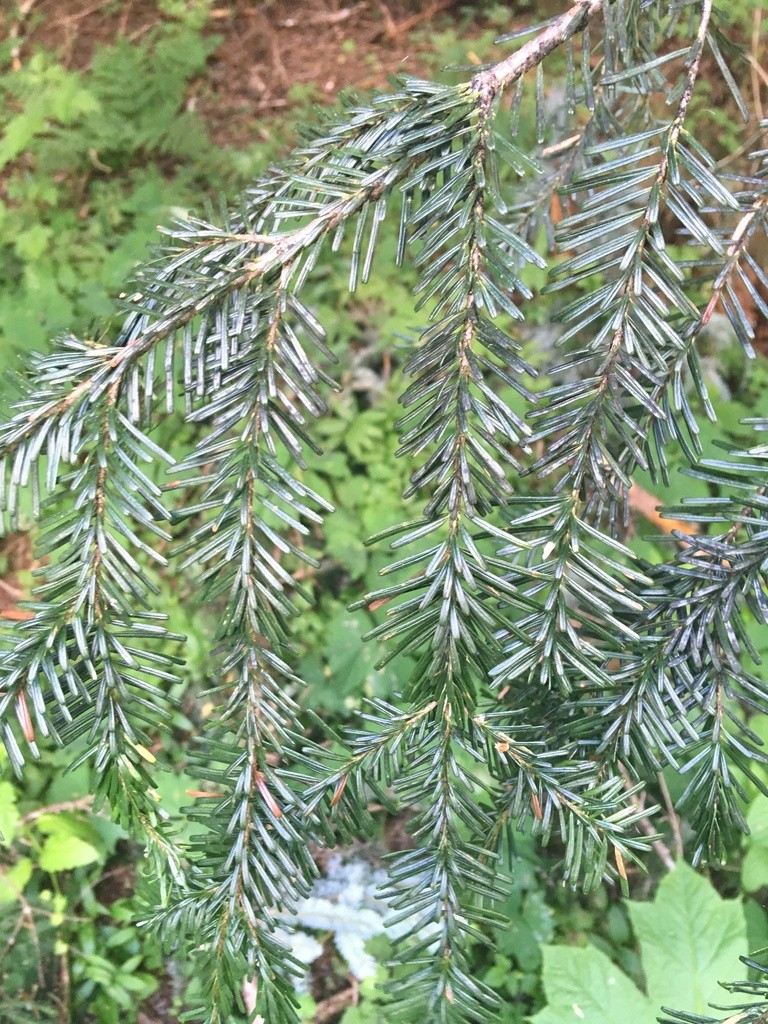 Pacific silver fir (Abies amabilis) Flower, Leaf, Care, Uses - PictureThis