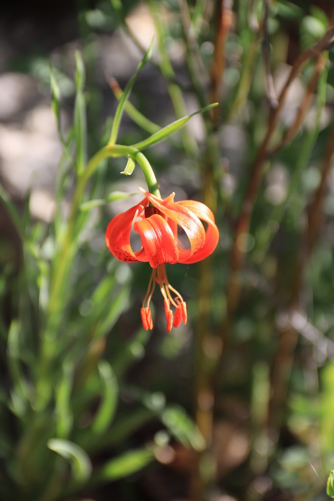 Lirio rojo (Lilium pomponium) - PictureThis