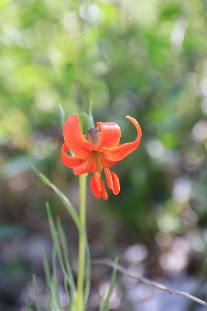 Lirio rojo (Lilium pomponium) - PictureThis