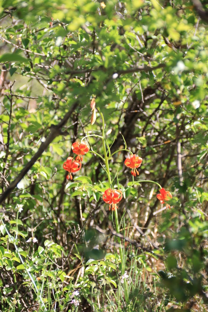Lirio rojo (Lilium pomponium) - PictureThis
