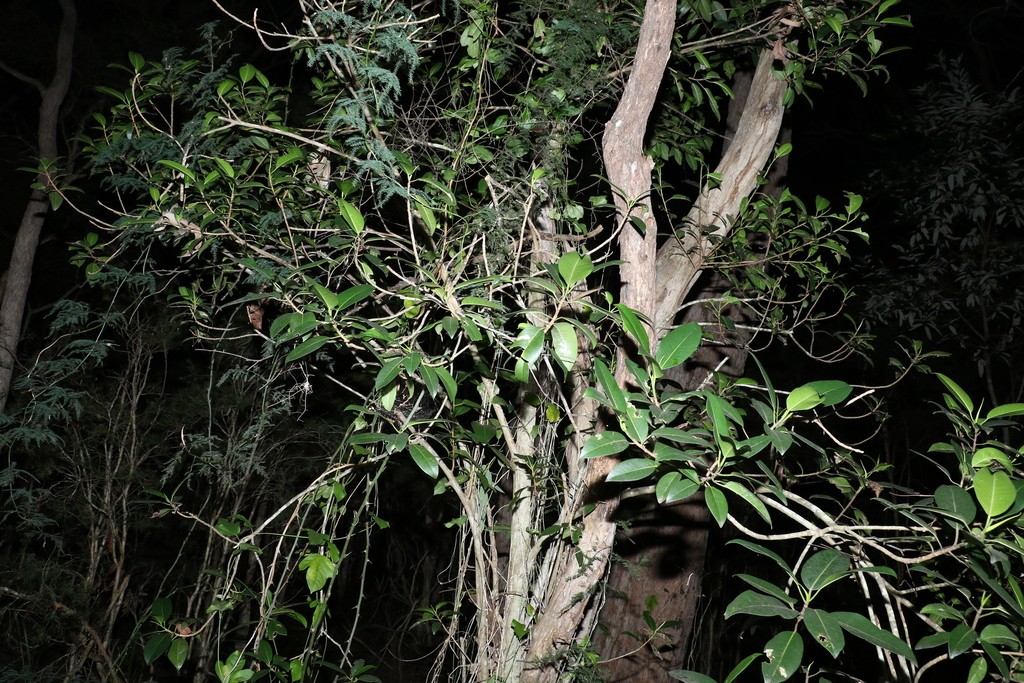 Port jackson fig (Ficus rubiginosa) Flower, Leaf, Care, Uses - PictureThis