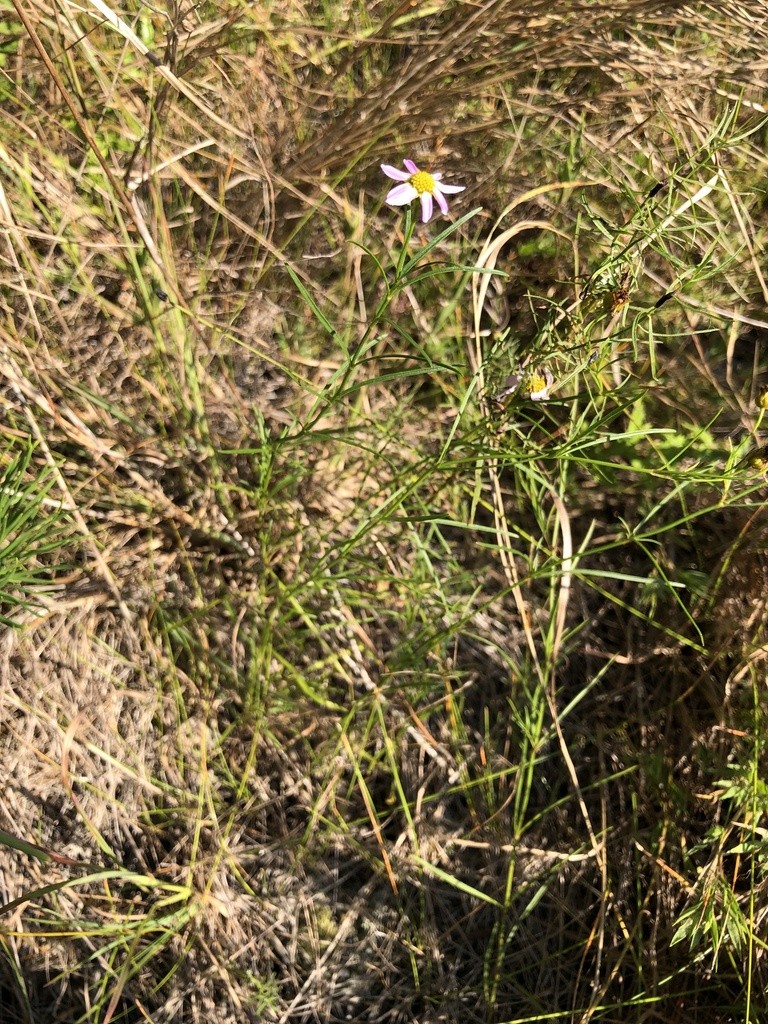 How to Plant and Grow Pink tickseed(Coreopsis rosea)