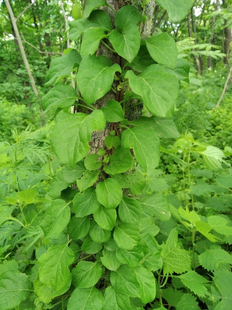 Celastrus flagellaris - PictureThis